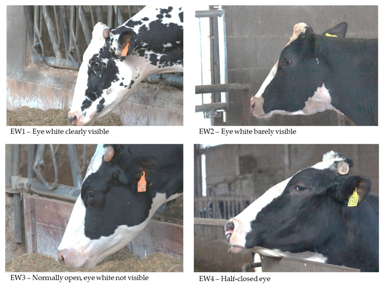 Moody Cows: All About Cattle Behaviour