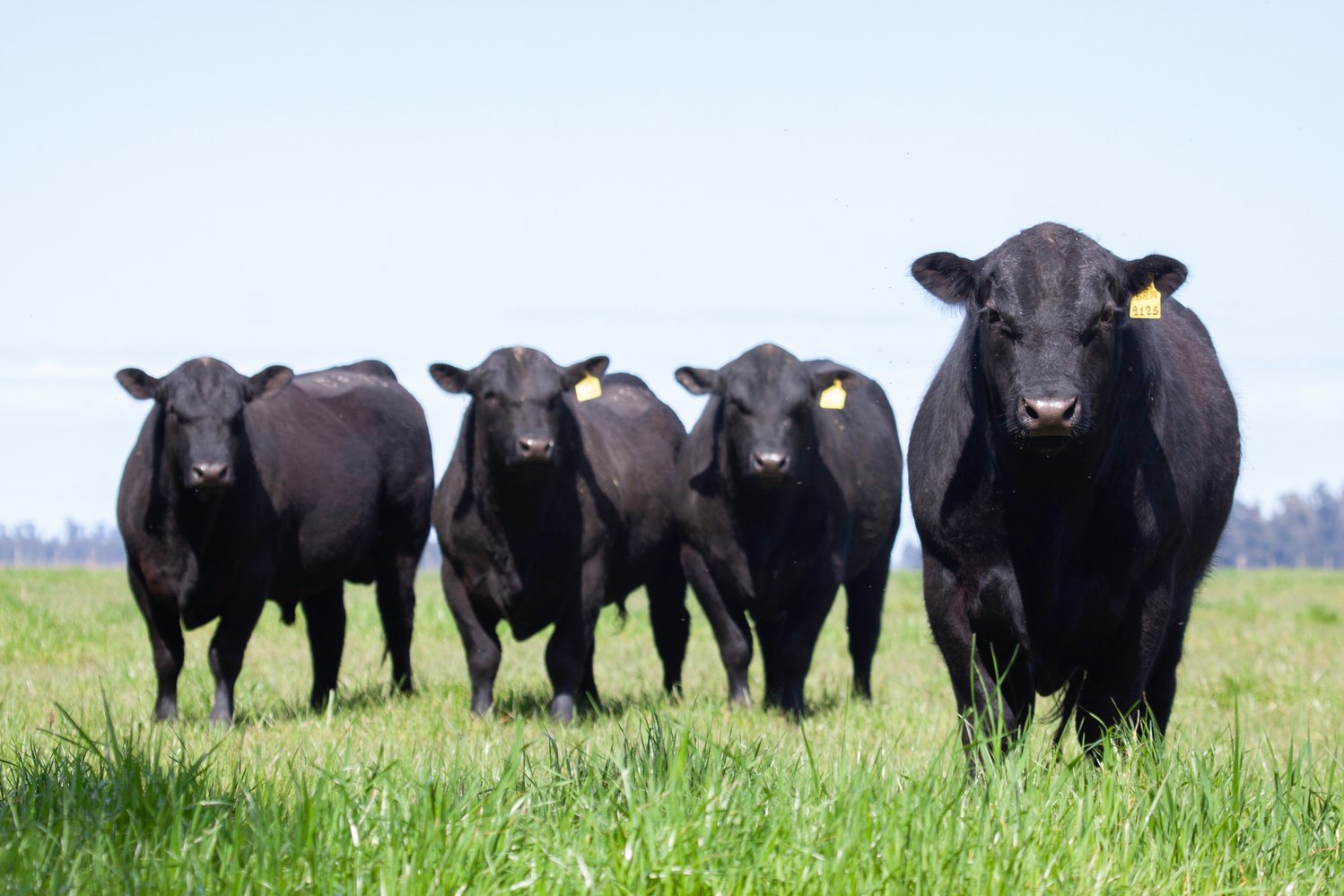 Facts about 5 breeds of cattle