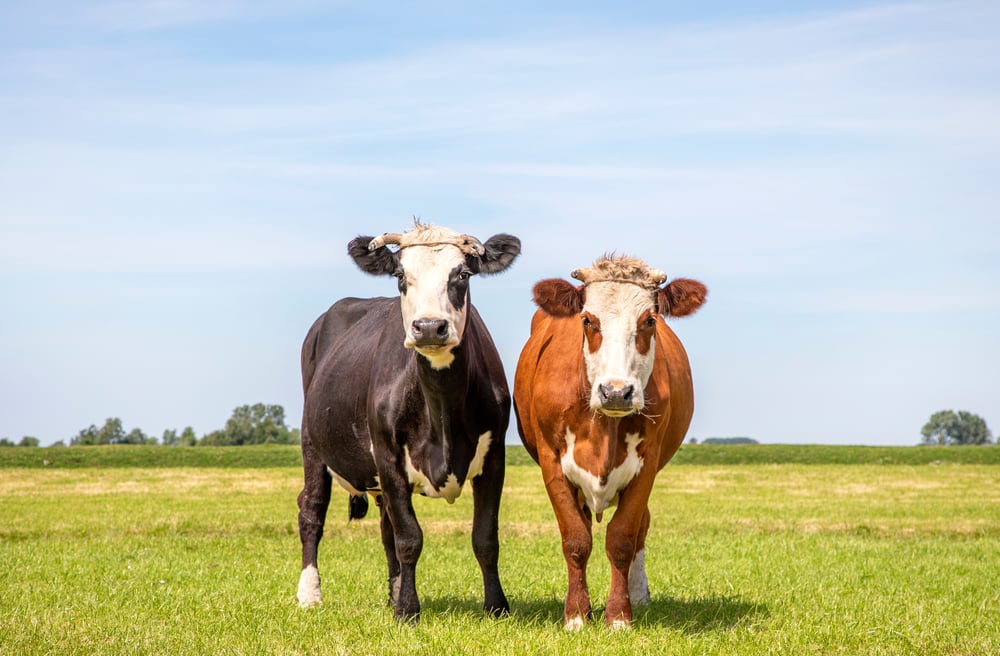 Facts about 5 breeds of cattle